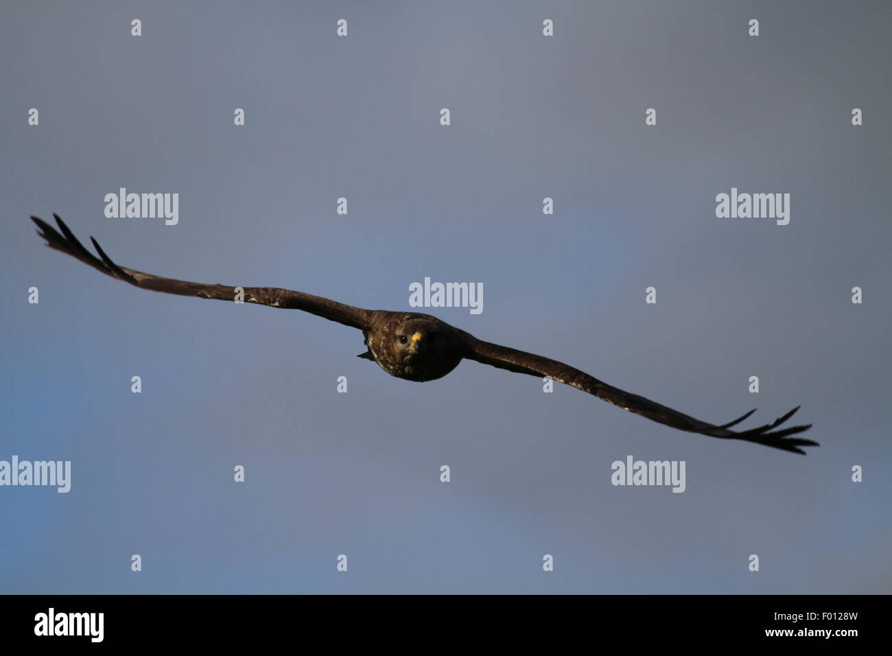 Scottish wild buzzard hunting Stock Photo - Alamy