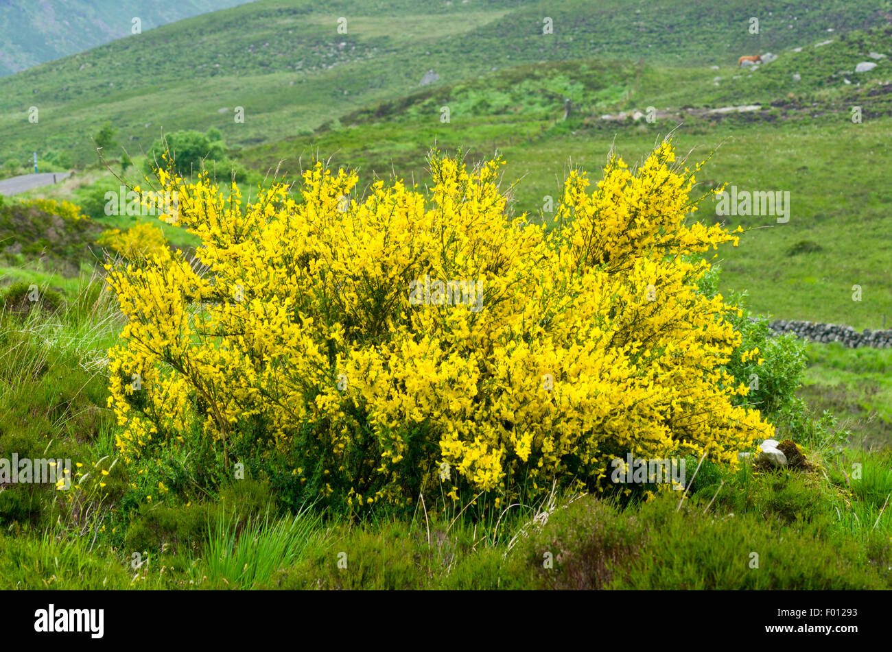 Cytisus scoparius flowering broom shrub hi-res stock photography and ...