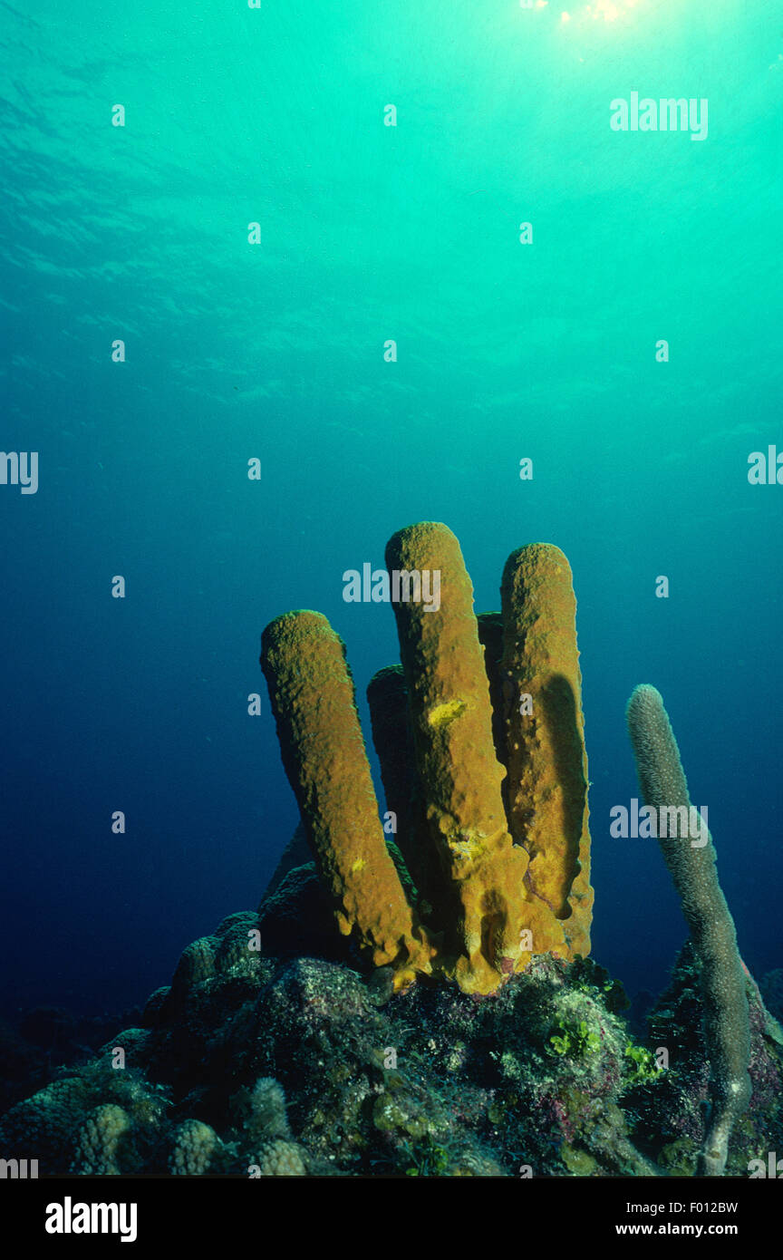 Yellow tube sponge, Aplysina fistularis, Demospongiae, Cuba, Caribbean ...