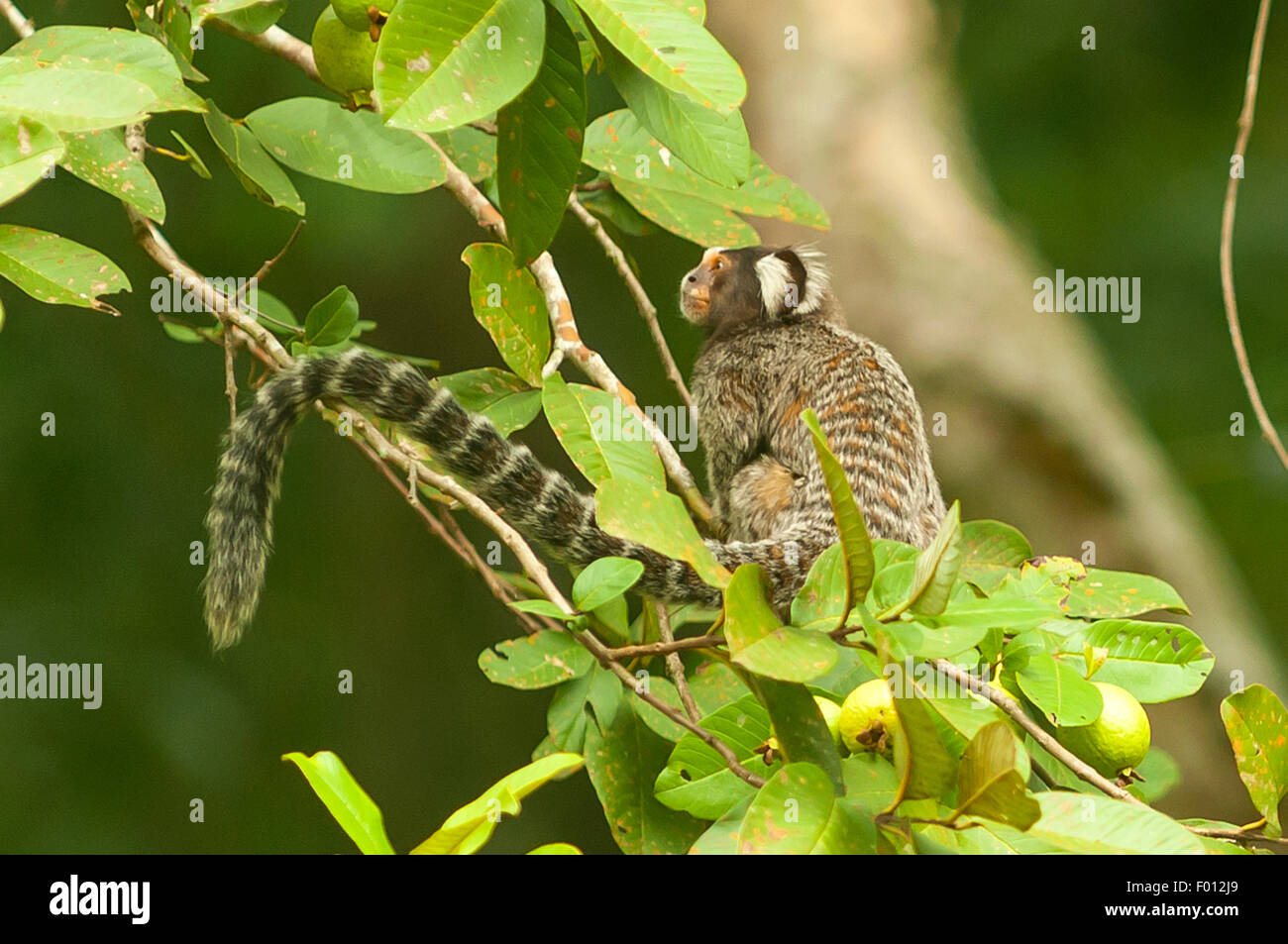 Callithrix jacchus, Marmoset Monkey, Botanical Gardens, Rio de Janeiro ...