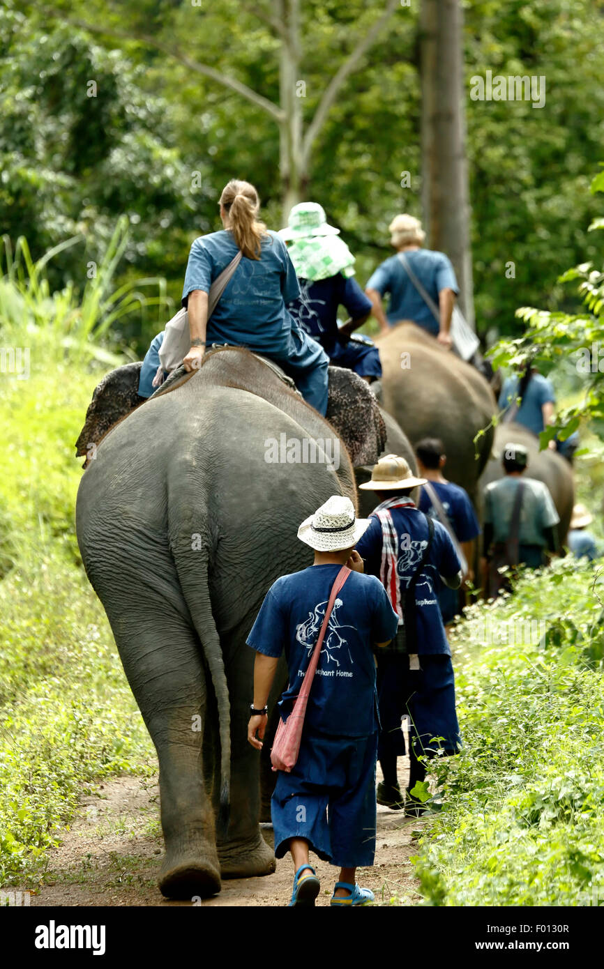 People riding Asian elephants (Elephas maximus) in jungle trail, Thai ...