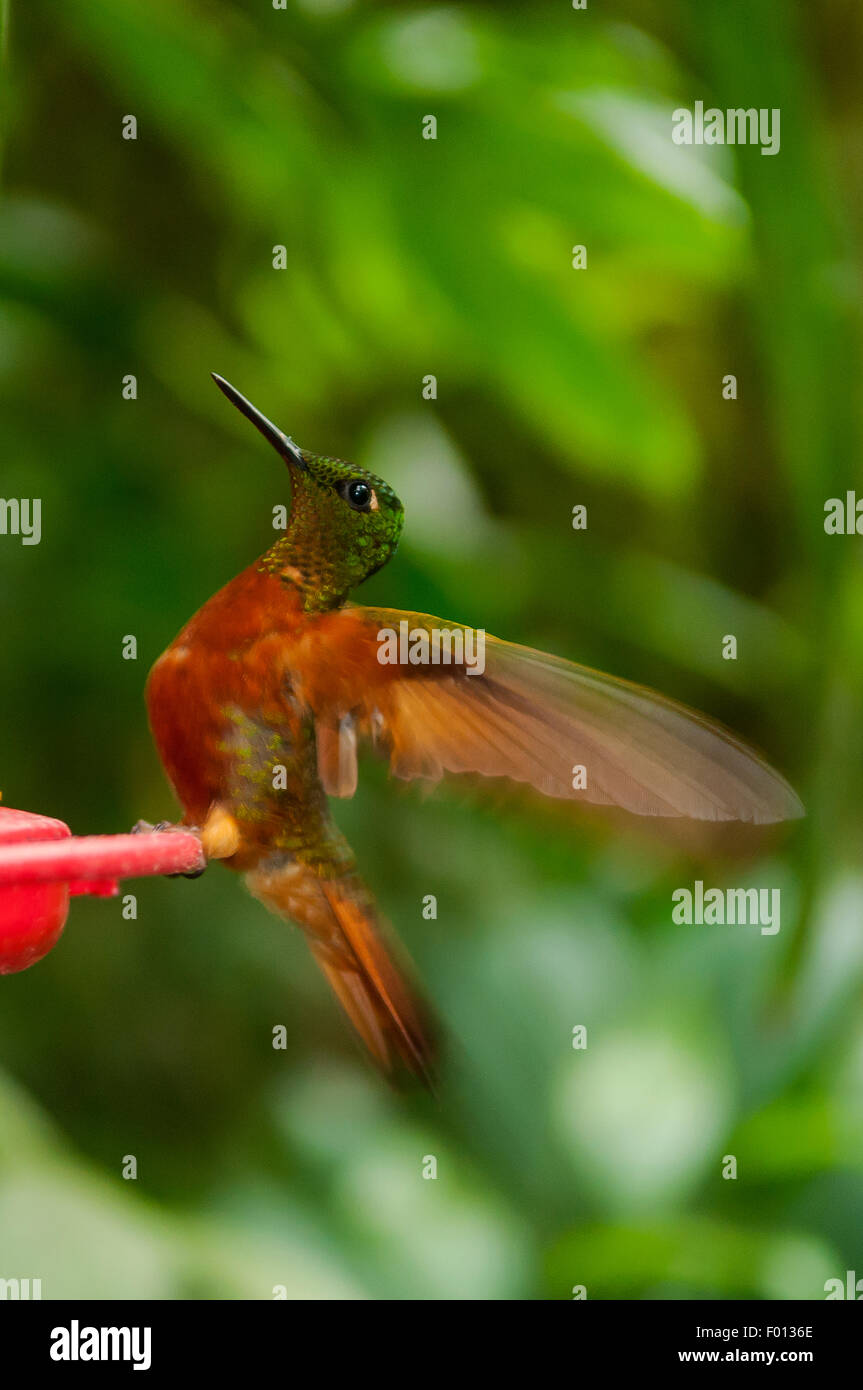Campylopterus rufus, Rufous Sabrewing Hummingbird, Aguas Calientes ...
