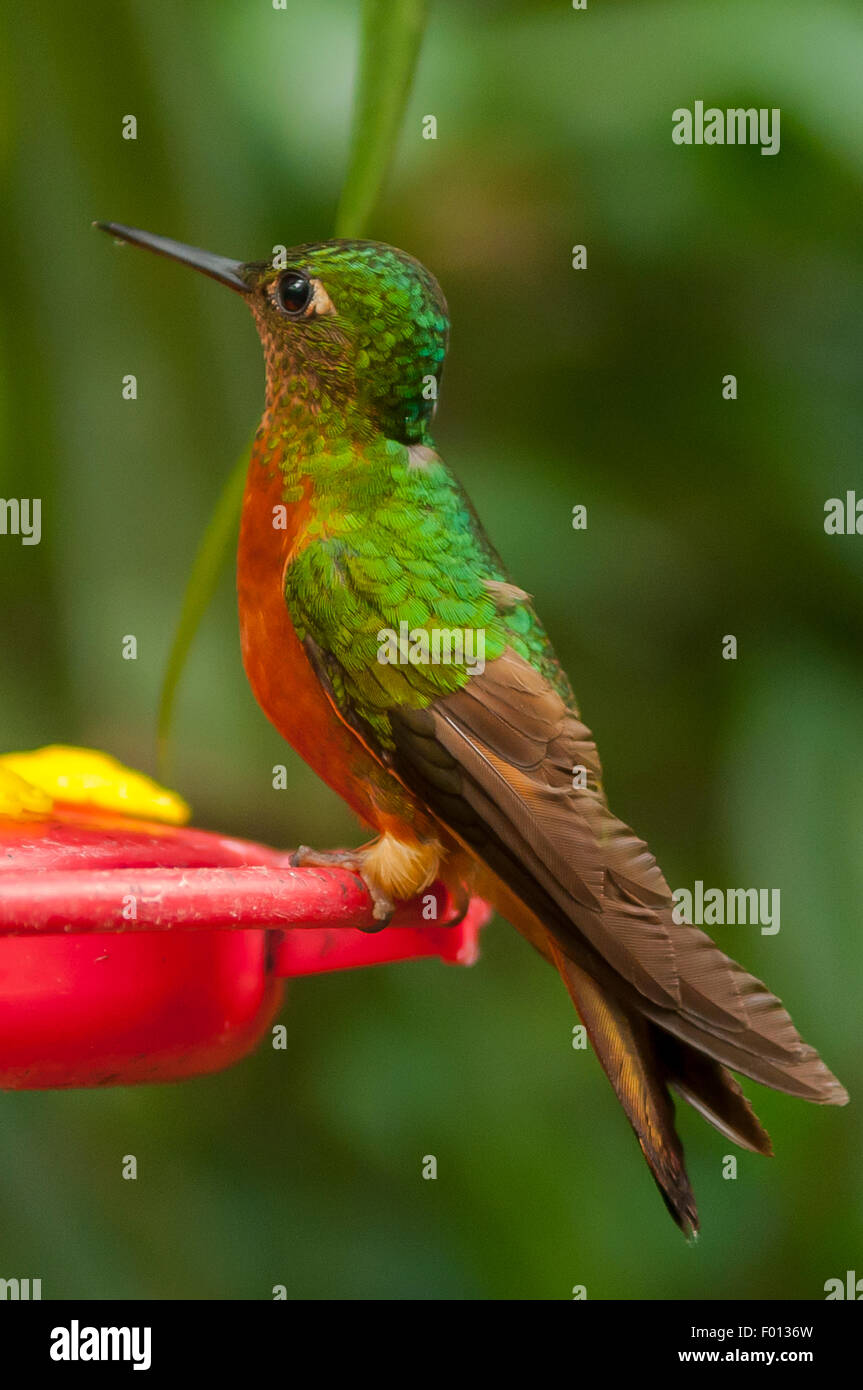 Campylopterus hi-res stock photography and images - Alamy