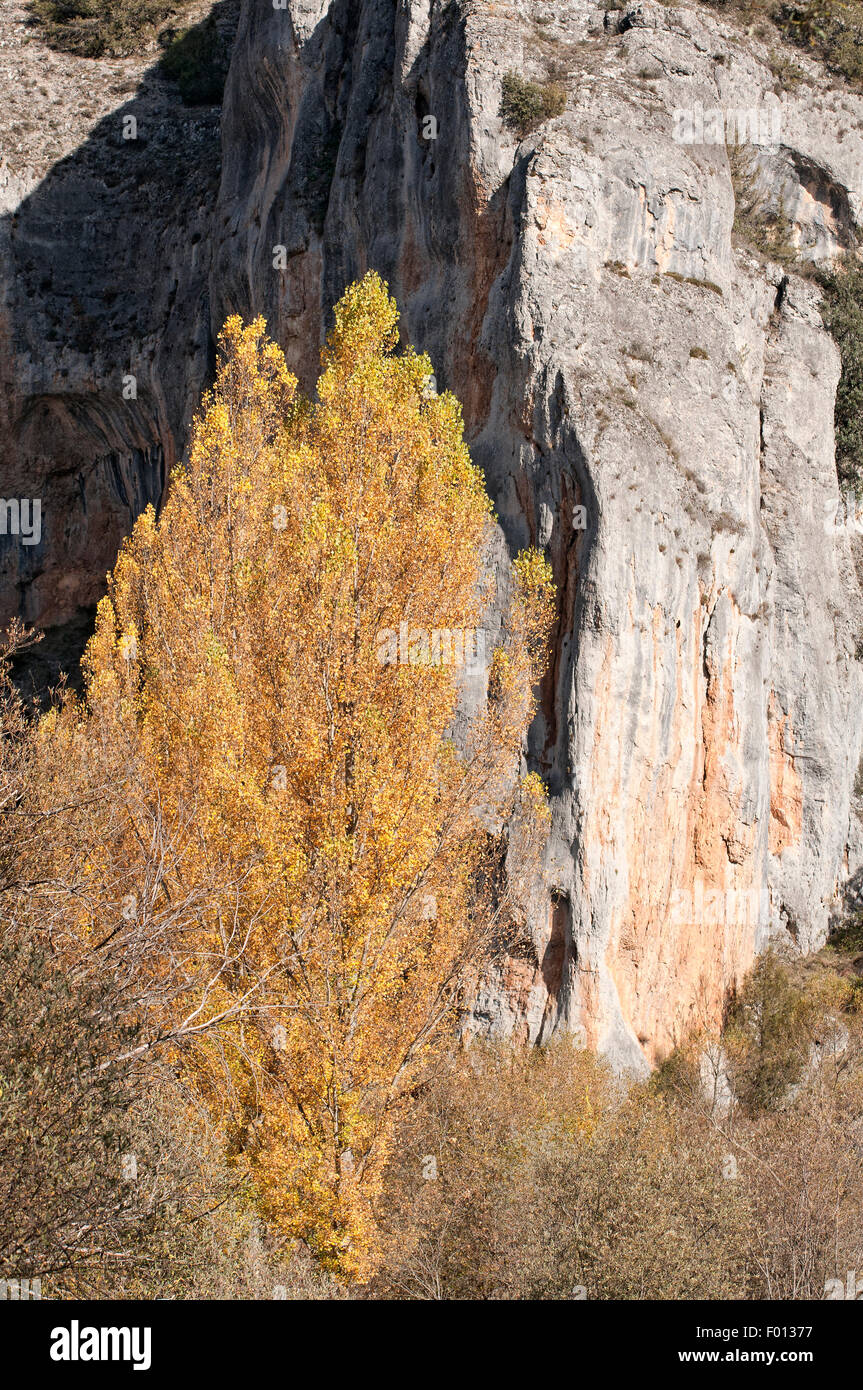 Poplar tree, Populus nigra, in autumn colours at Cañon del Rio Lobos ...