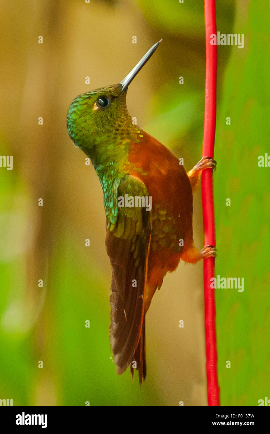 Campylopterus rufus, Rufous Sabrewing Hummingbird, Aguas Calientes ...