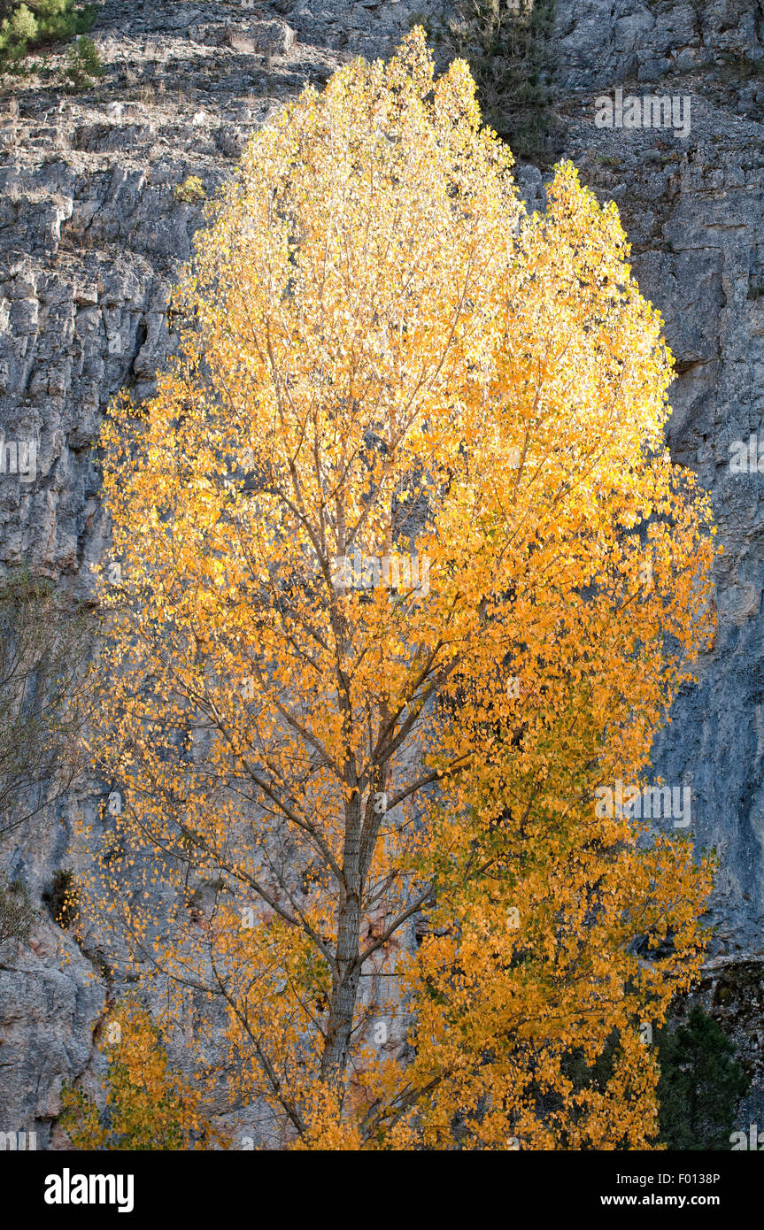 Poplar tree, Populus nigra, in autumn colours at Cañon del Rio Lobos ...