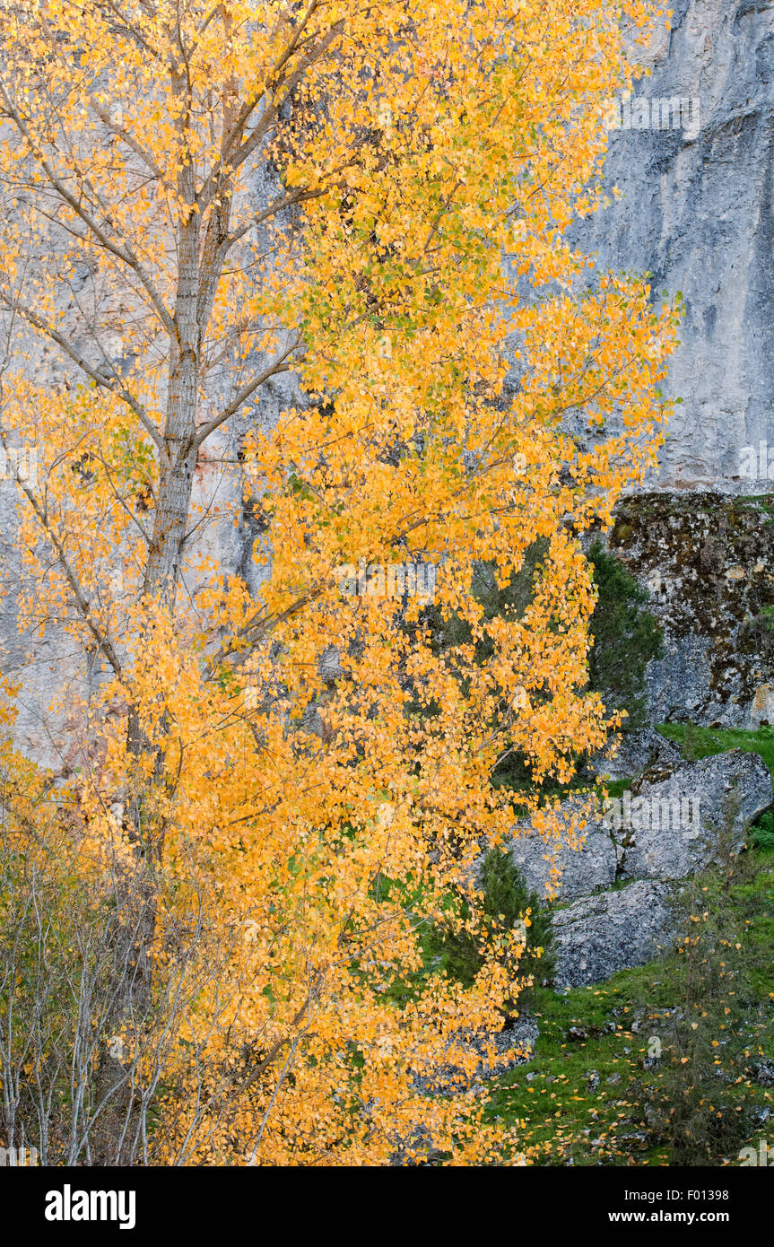 Poplar tree, Populus nigra, in autumn colours at Cañon del Rio Lobos ...