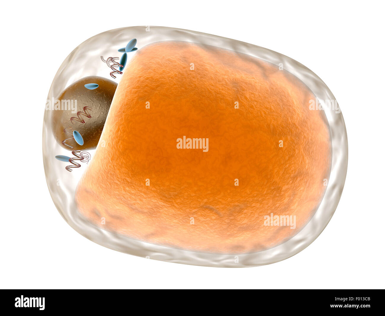 A detailed fat cell. 3d rendered Illustration. Isolated on white Stock ...