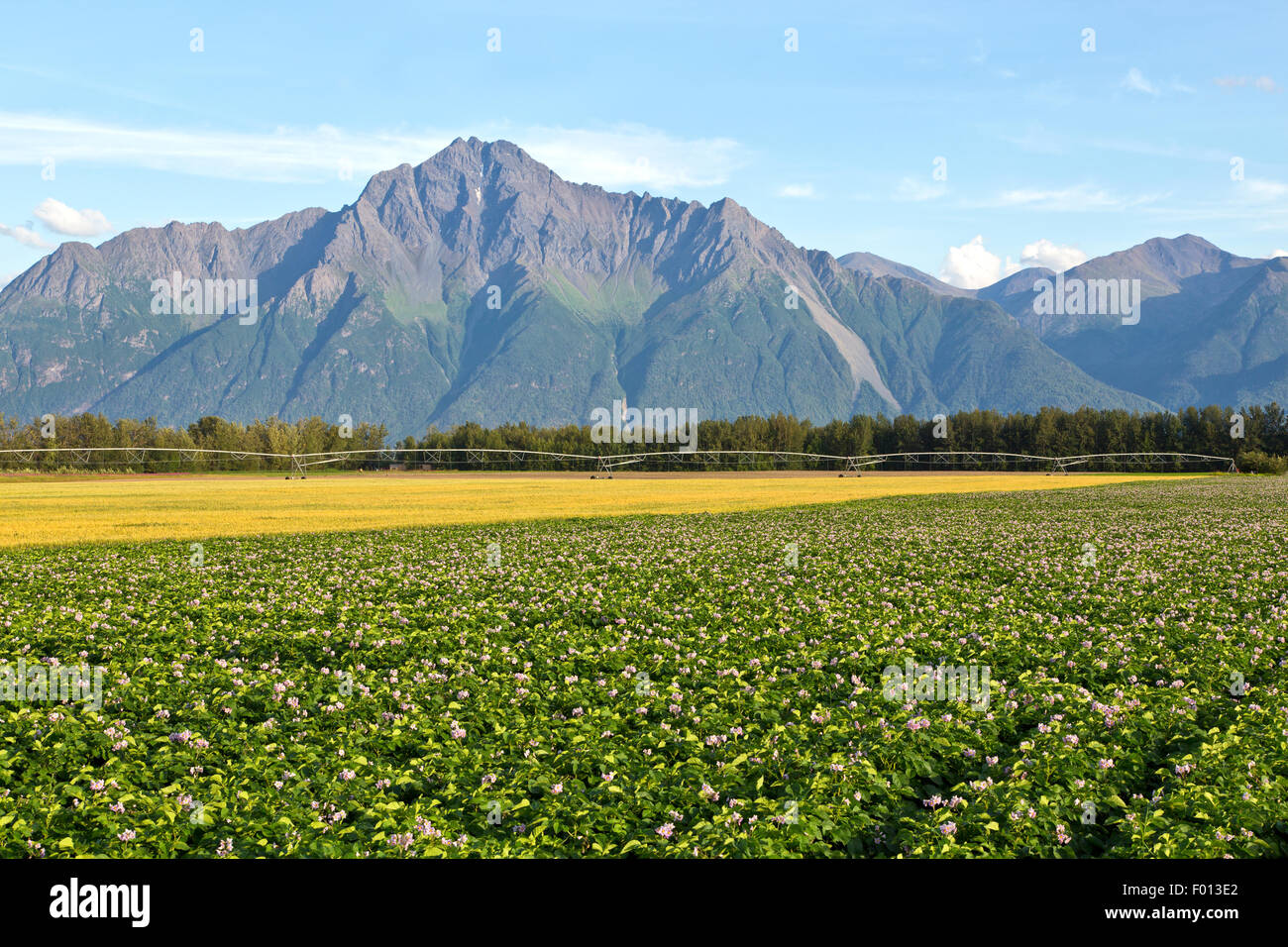 Grain wheel hi-res stock photography and images - Alamy