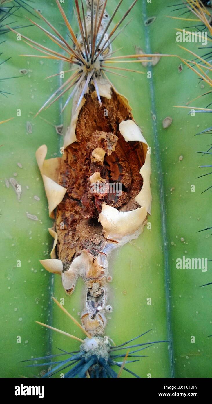 Damaged cactus leaf hi-res stock photography and images - Alamy