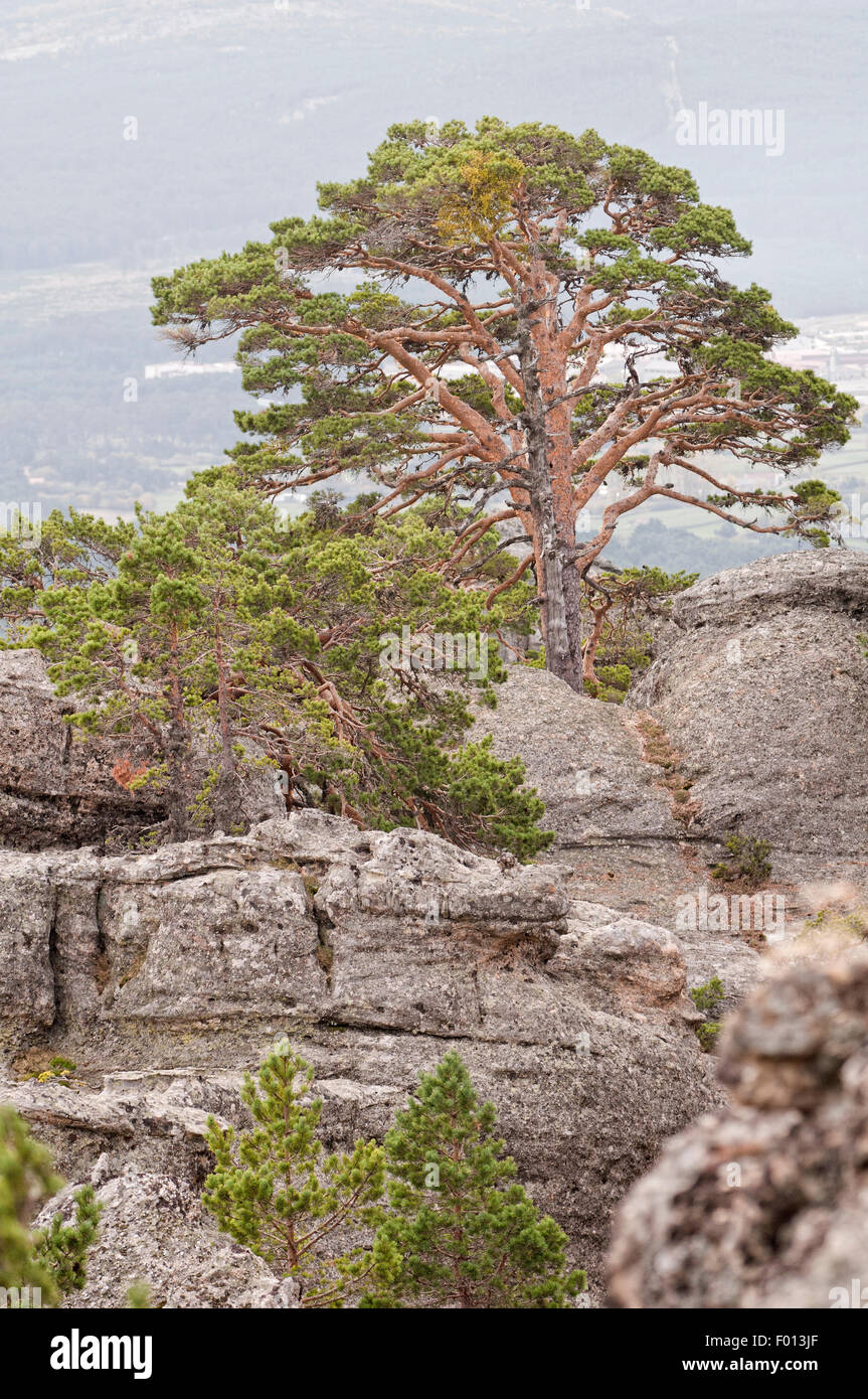 Native scots pine, Pinus sylvestris. Castroviejo. Duruelo de la Sierra ...