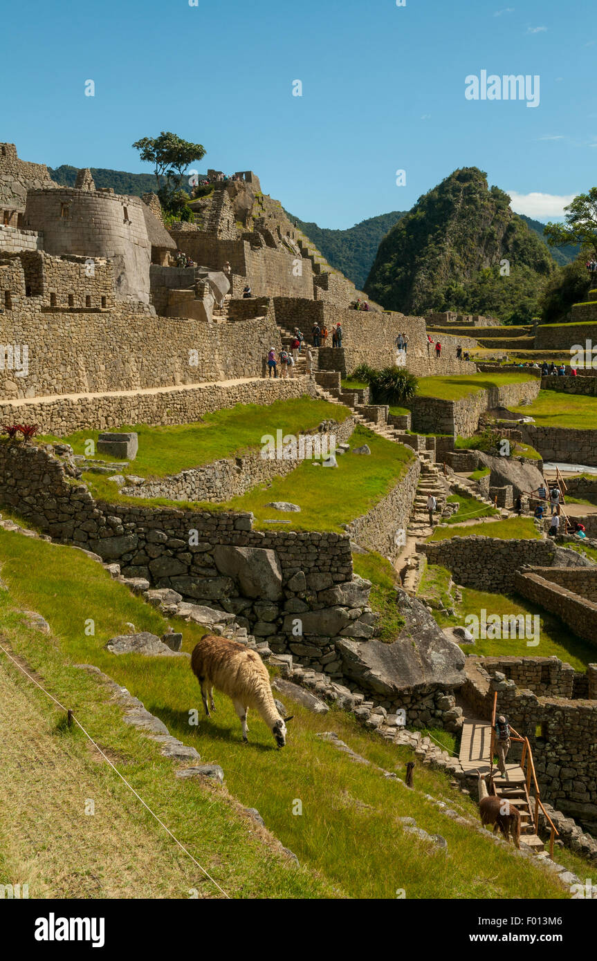 Terracing at Machu Picchu, Peru Stock Photo - Alamy