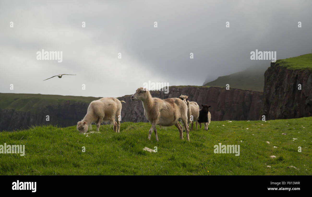 Mykines mykines hi-res stock photography and images - Alamy