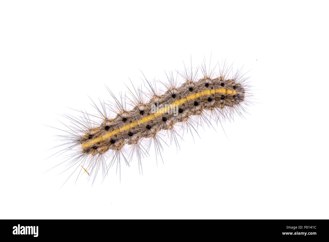 Colored caterpillar isolated on a white background Stock Photo - Alamy