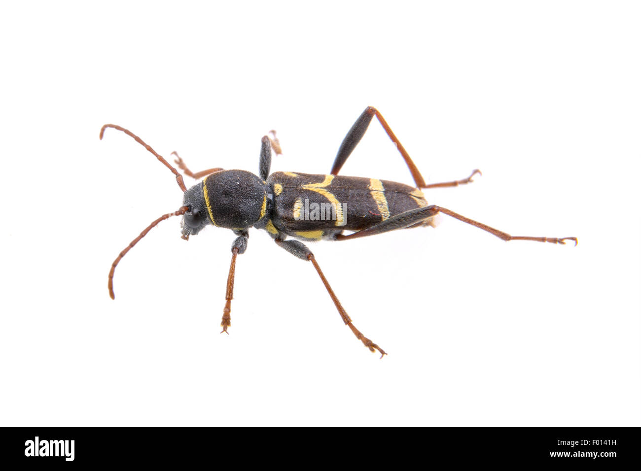 Yellow black bug isolated on a white background Stock Photo - Alamy