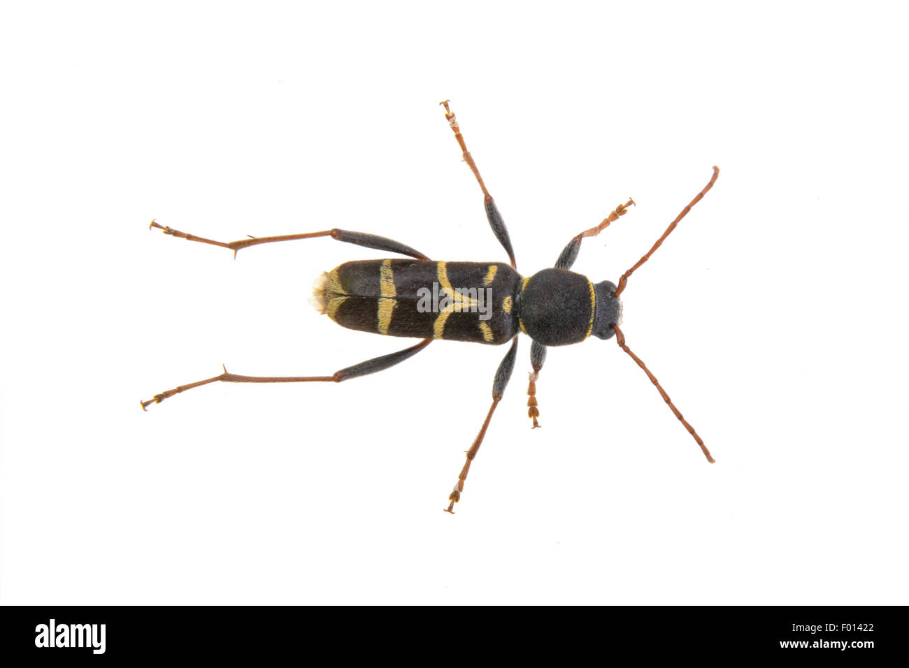 Yellow black bug isolated on a white background Stock Photo - Alamy