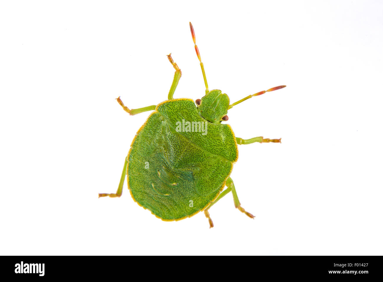Green shield bug isolated on a white background Stock Photo - Alamy