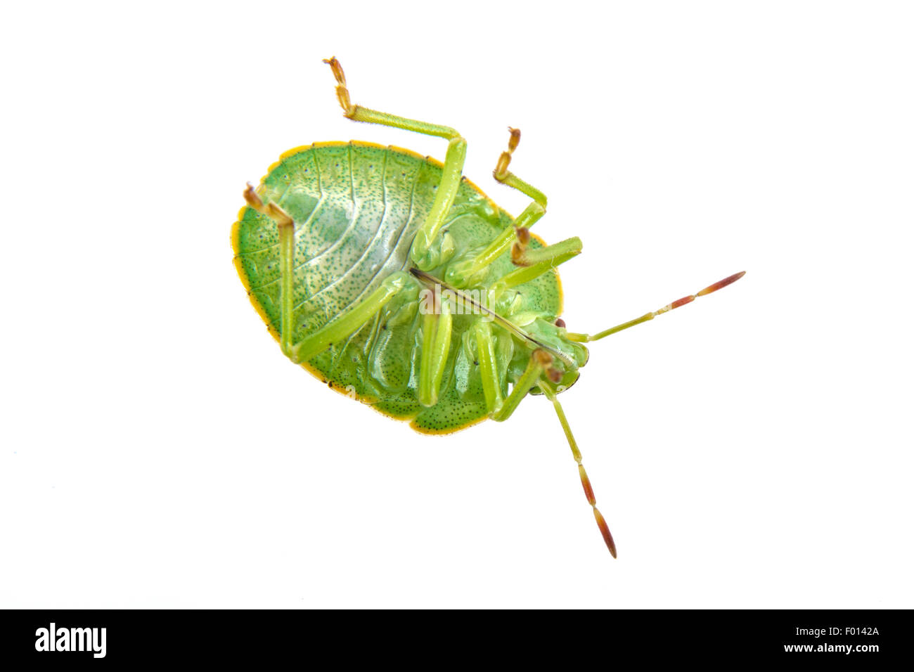 Green shield bugs Cut Out Stock Images & Pictures - Alamy