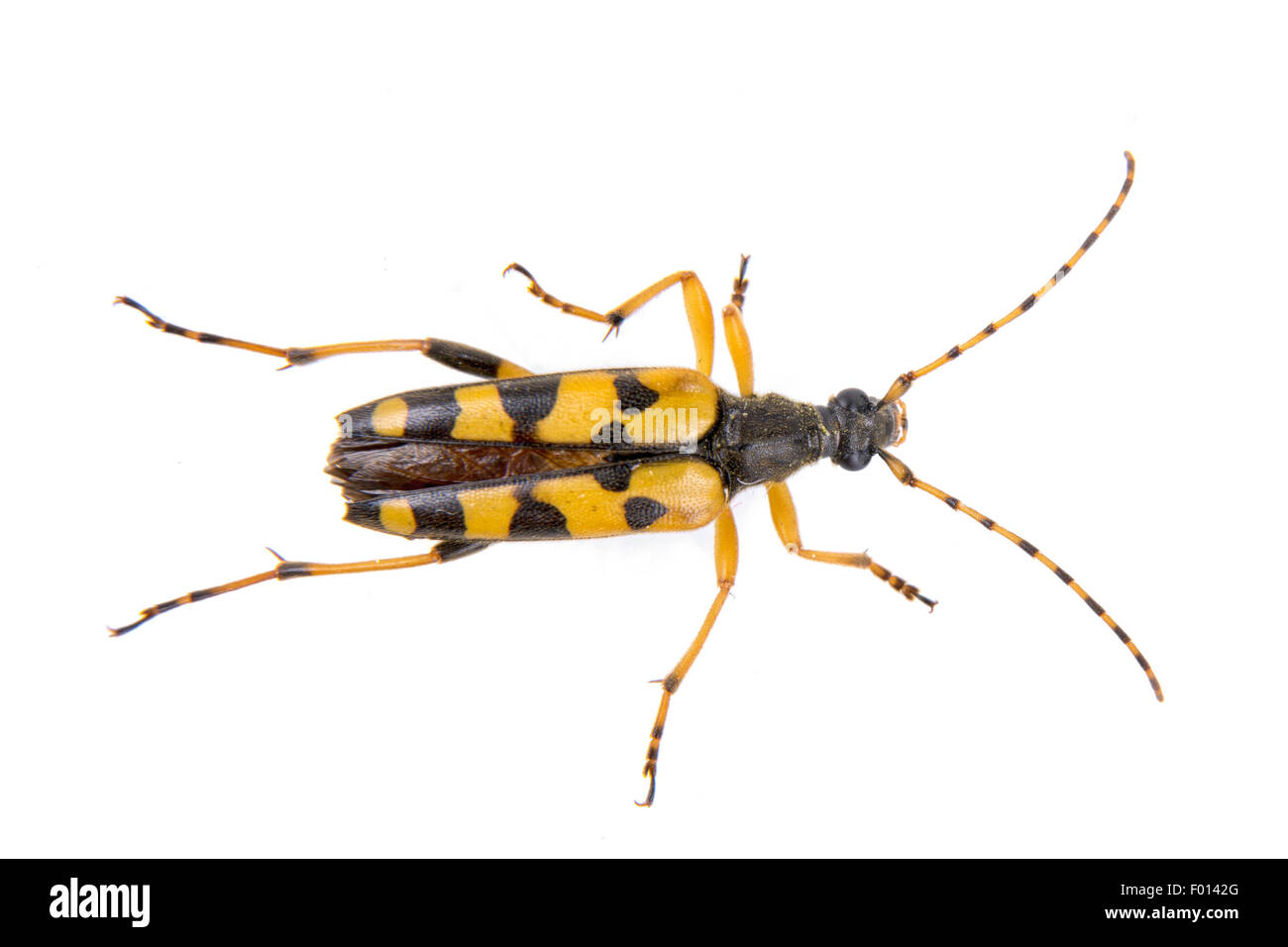 Yellow black bug isolated on a white background Stock Photo - Alamy