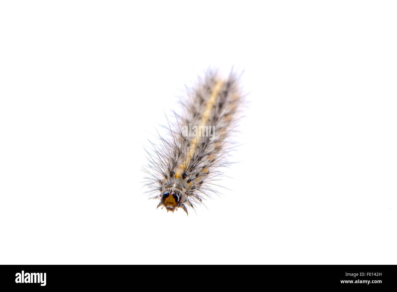 Colored caterpillar isolated on a white background Stock Photo - Alamy