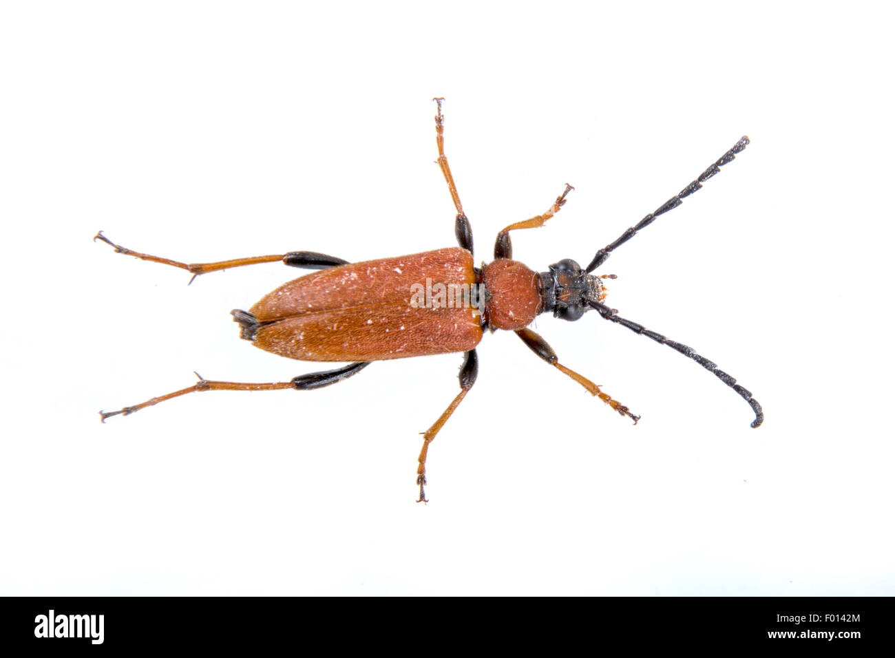 Rusty beetle isolated on a white background Stock Photo - Alamy