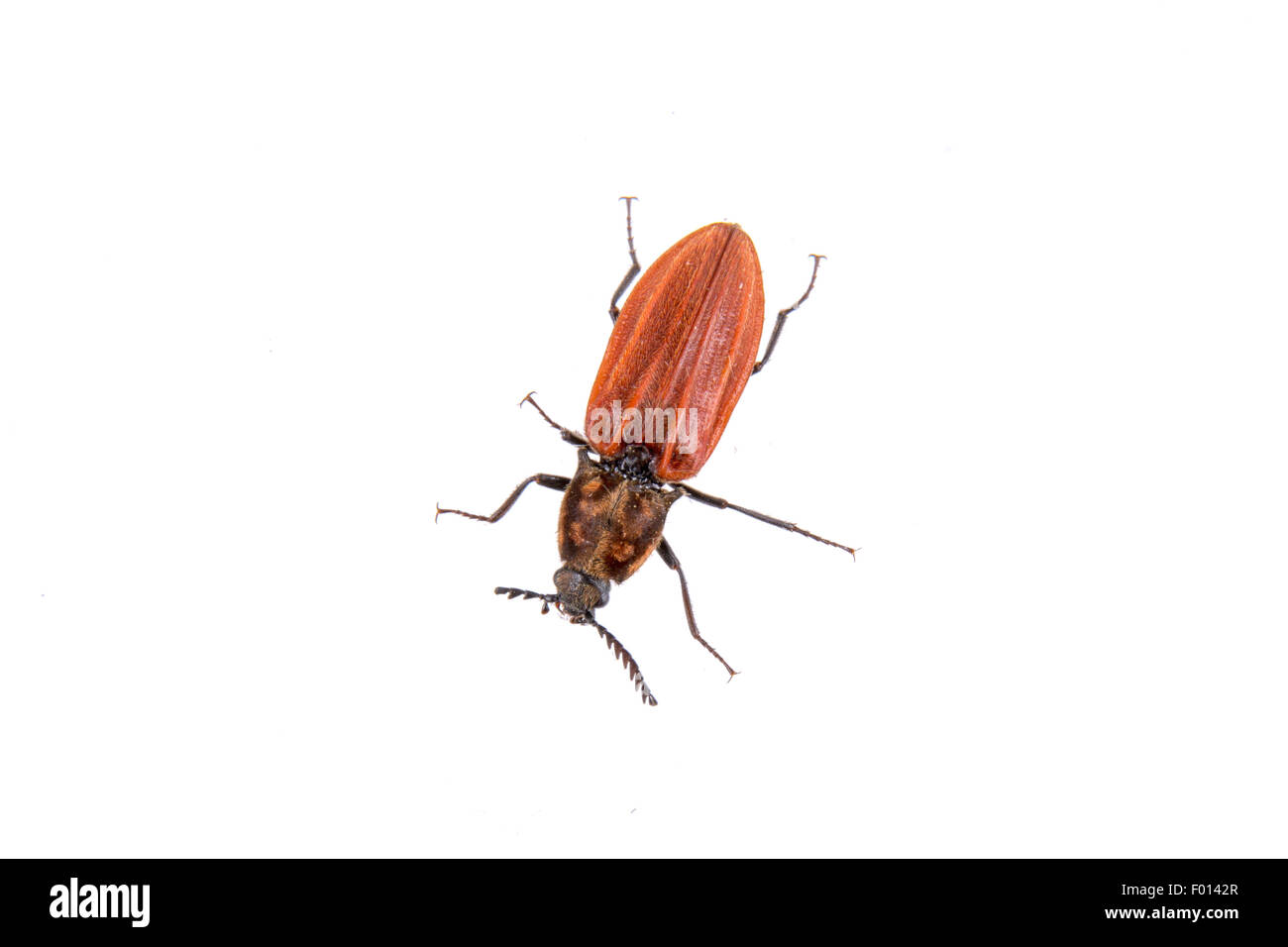 Rusty beetle isolated on a white background Stock Photo - Alamy