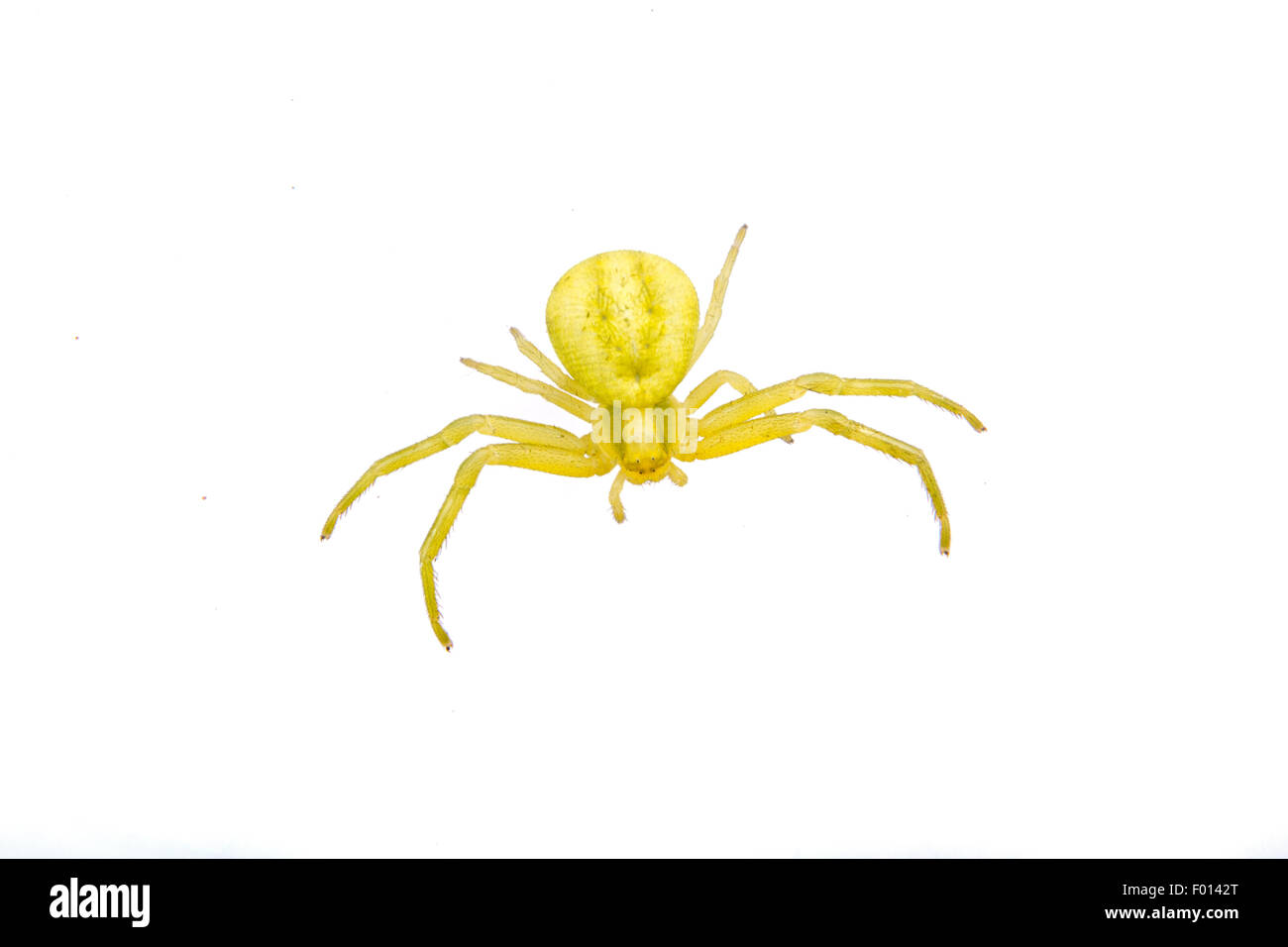 The green spider hi-res stock photography and images - Alamy