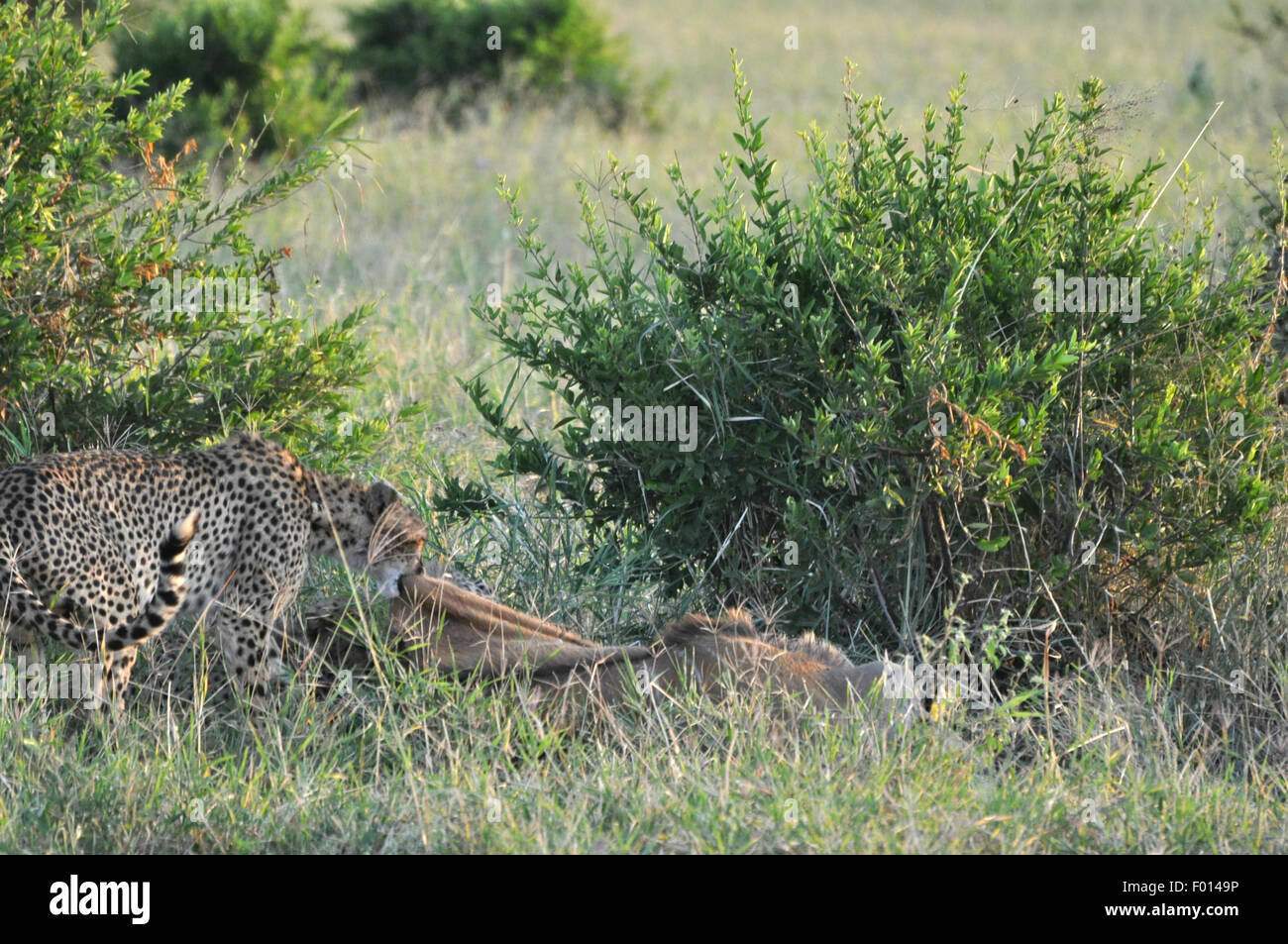 Cheetahs eating hi-res stock photography and images - Alamy