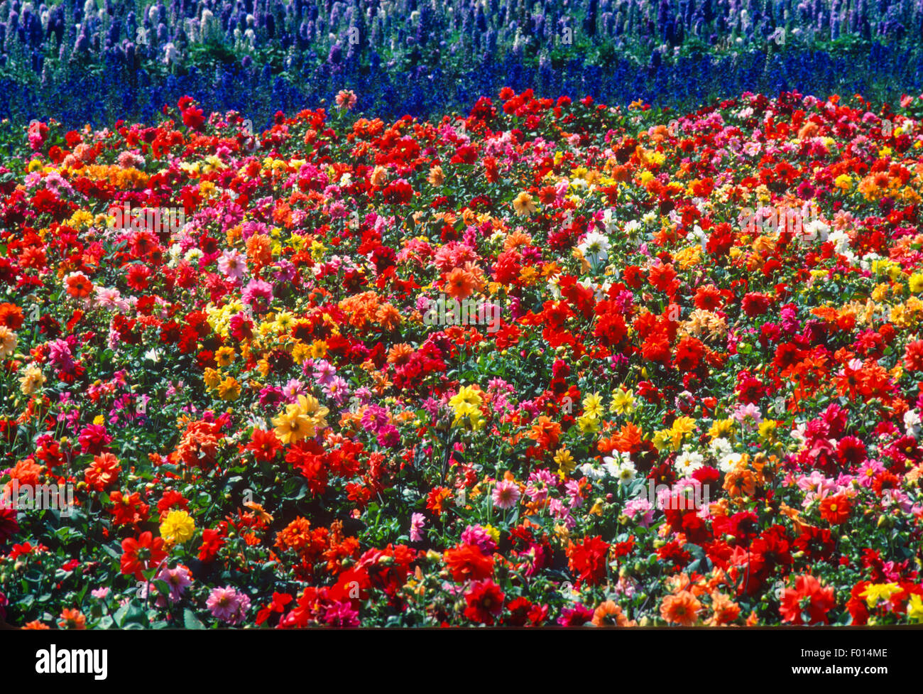 commercial flower fields, Lompoc, California Stock Photo - Alamy