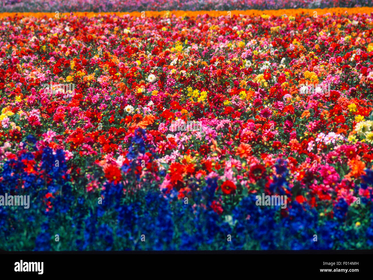 commercial flower fields, Lompoc, California Stock Photo - Alamy
