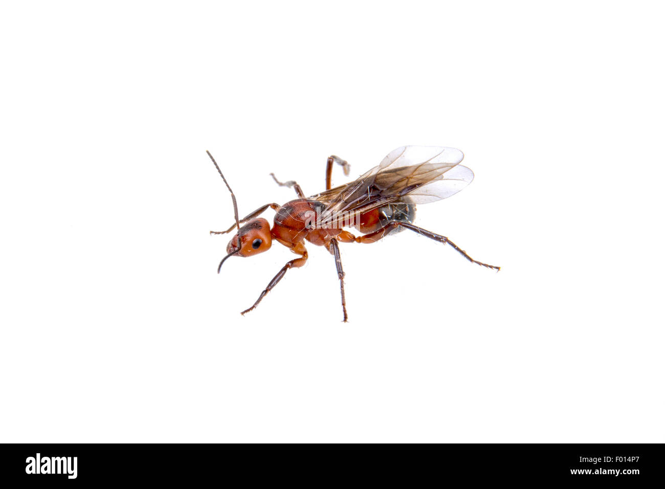 Brown insect isolated on a white background Stock Photo - Alamy