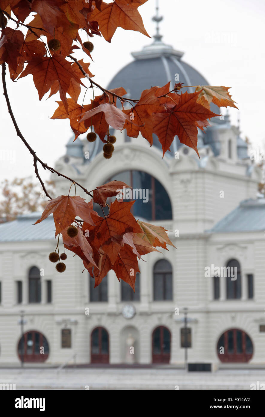 Yellow autumn leaves domed building in the background Stock Photo - Alamy