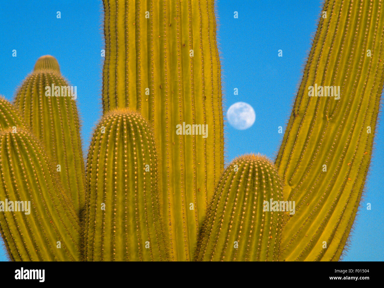 Full moon over arizona desert hi-res stock photography and images - Alamy