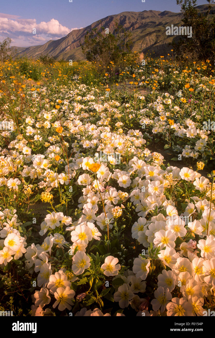 dune primrose, Anza-Borrego Desert State Park, California Stock Photo ...