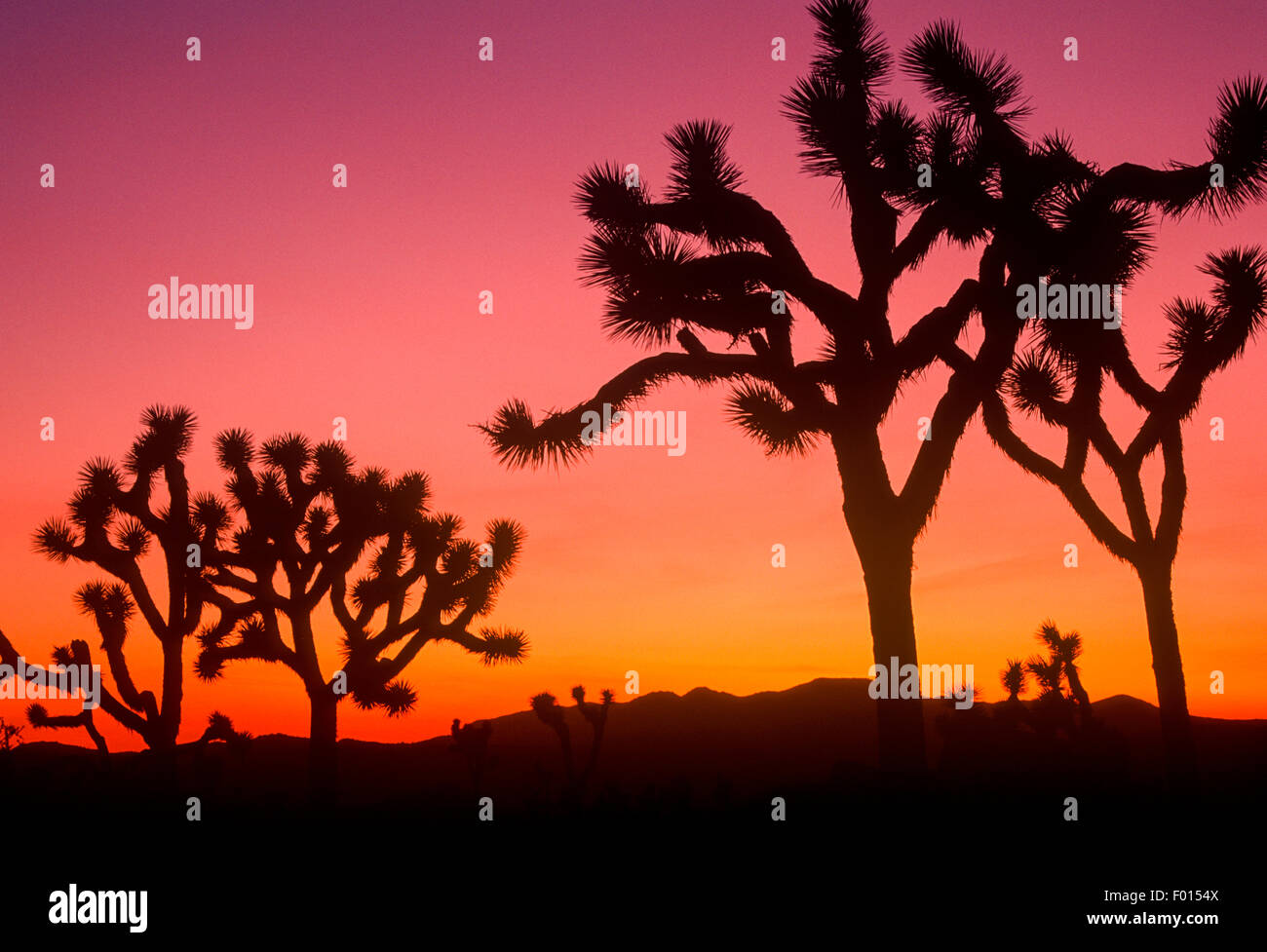 Trees sunset silhouette hi-res stock photography and images - Alamy