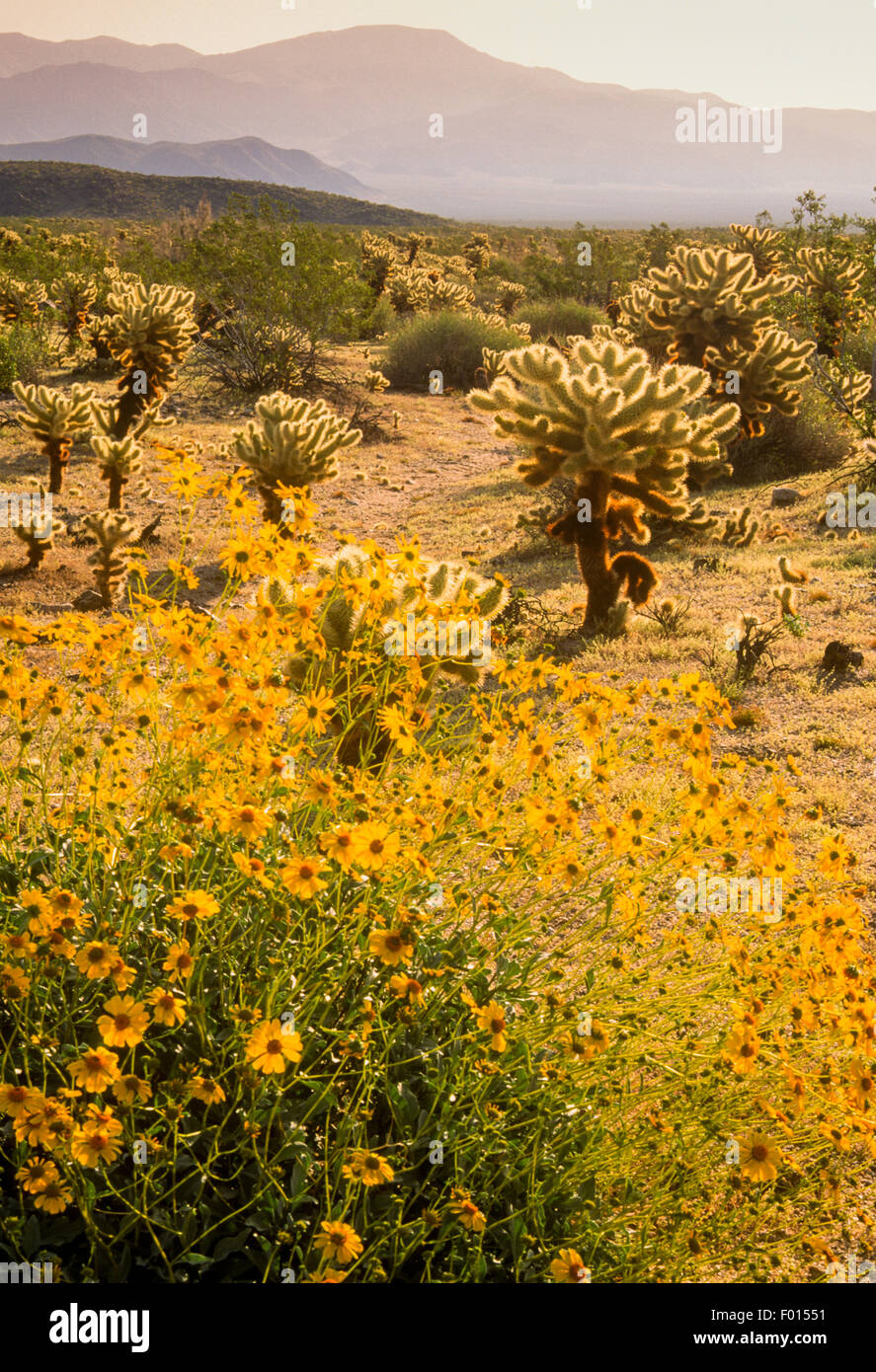 Mojave desert flowers hi-res stock photography and images - Alamy