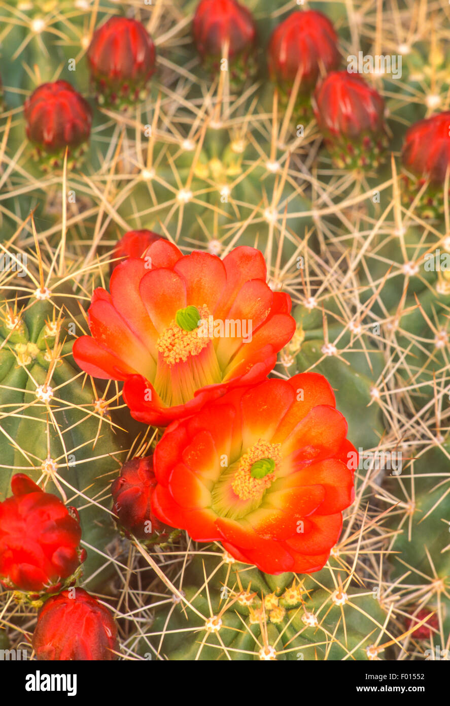 Red blooming cactus joshua hi-res stock photography and images - Alamy