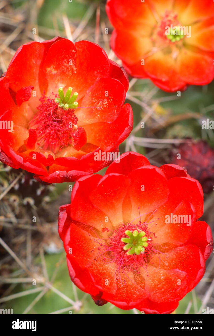 Claret cup cactus hi-res stock photography and images - Alamy