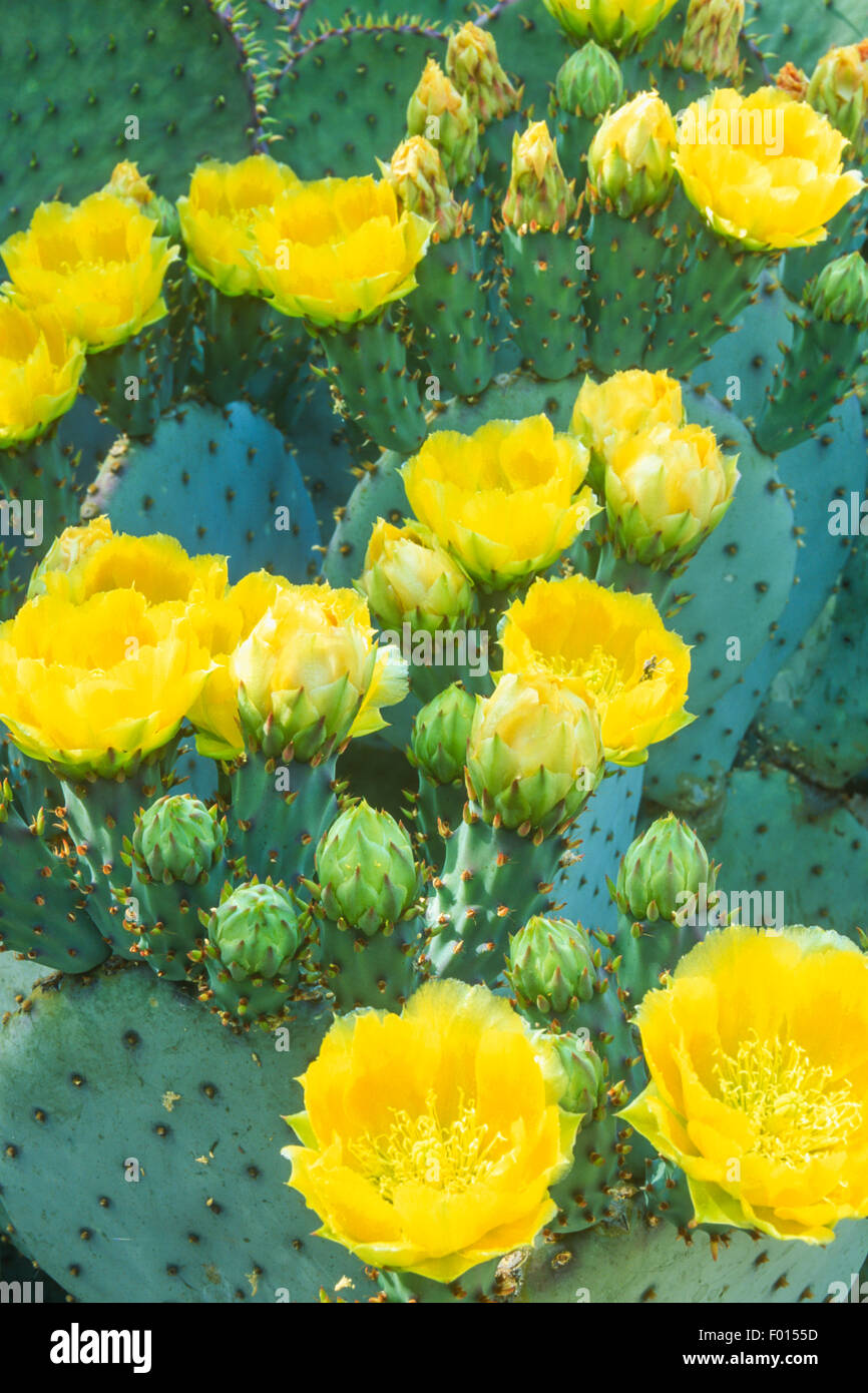 Opuntia Santa Rita Opuntia Santa Rita High Resolution Stock Photography ...
