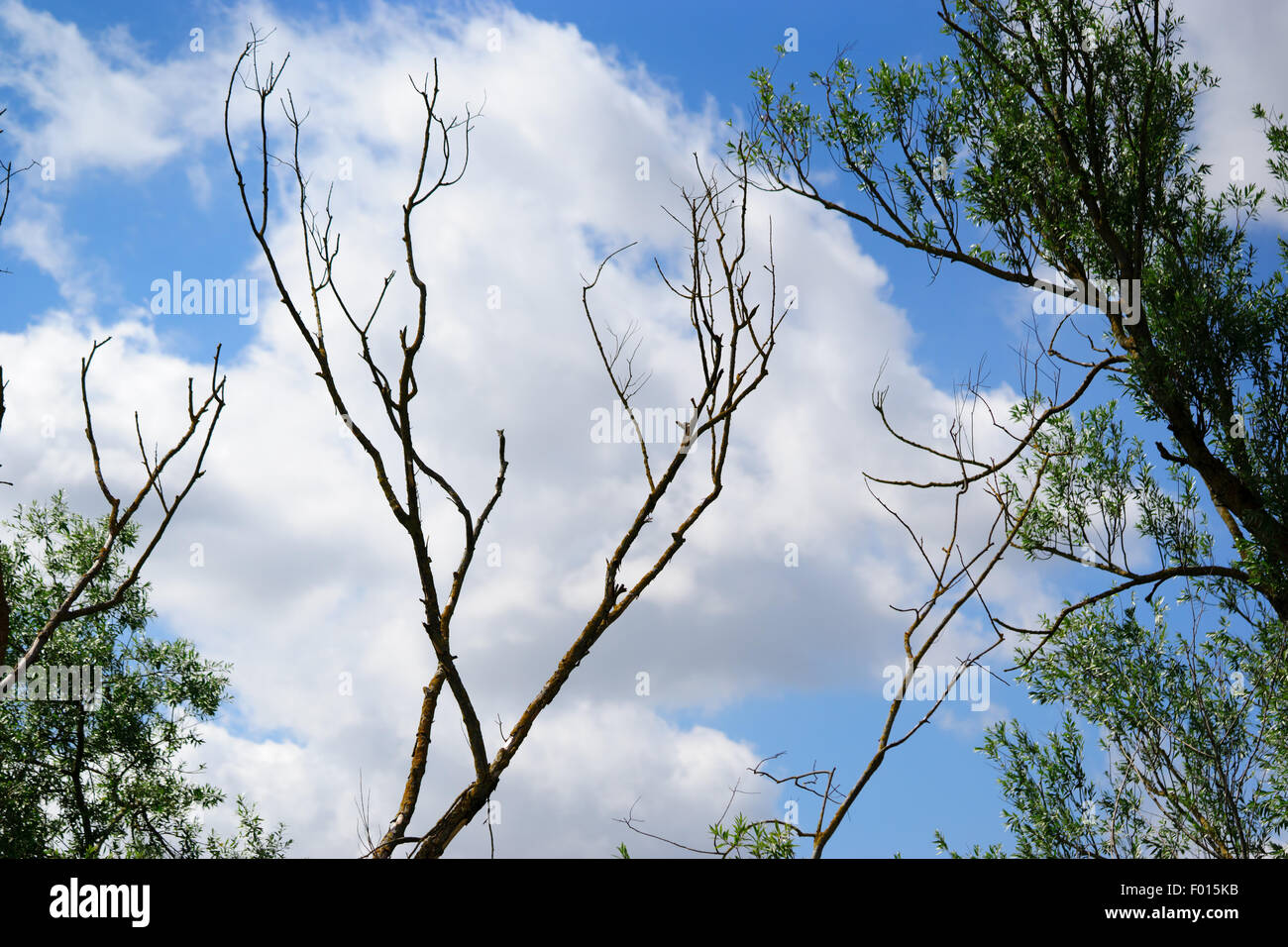 Riverside branch hi-res stock photography and images - Alamy