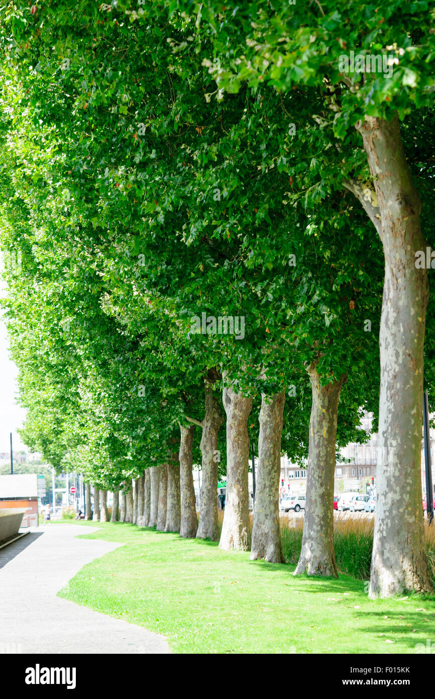 Line avenue hi-res stock photography and images - Alamy