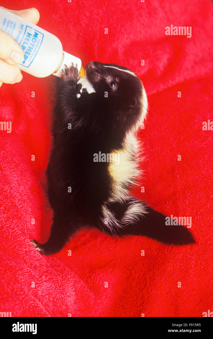 orphaned baby striped skunk, Mephitis mephitis, being fed with bottle ...