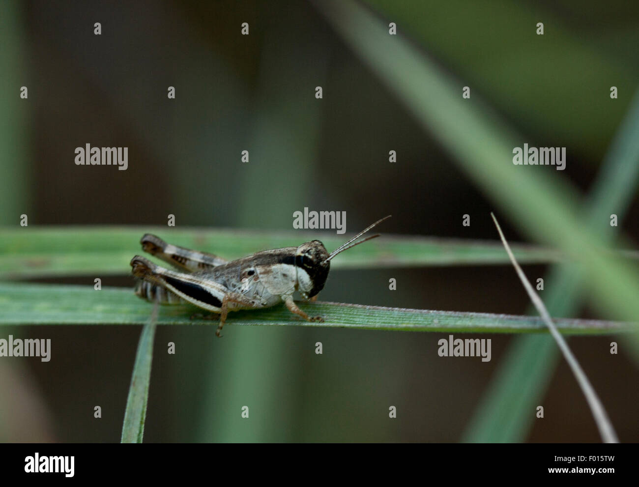Look like grasshopper hi-res stock photography and images - Alamy