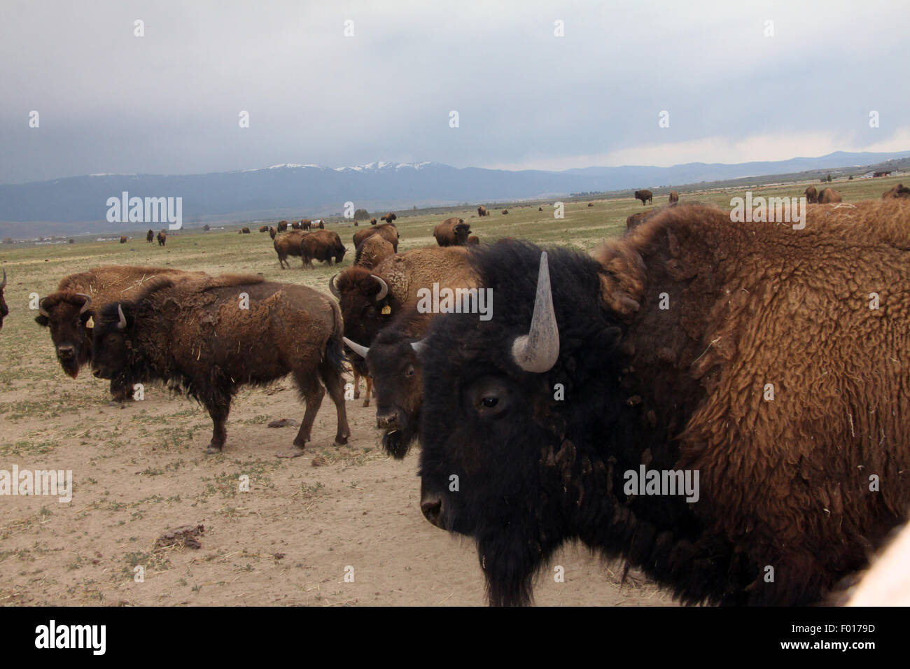 Buffalo ranching hi-res stock photography and images - Alamy