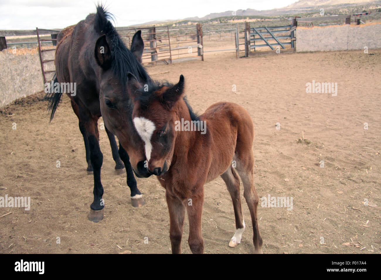 horse and colt Stock Photo - Alamy