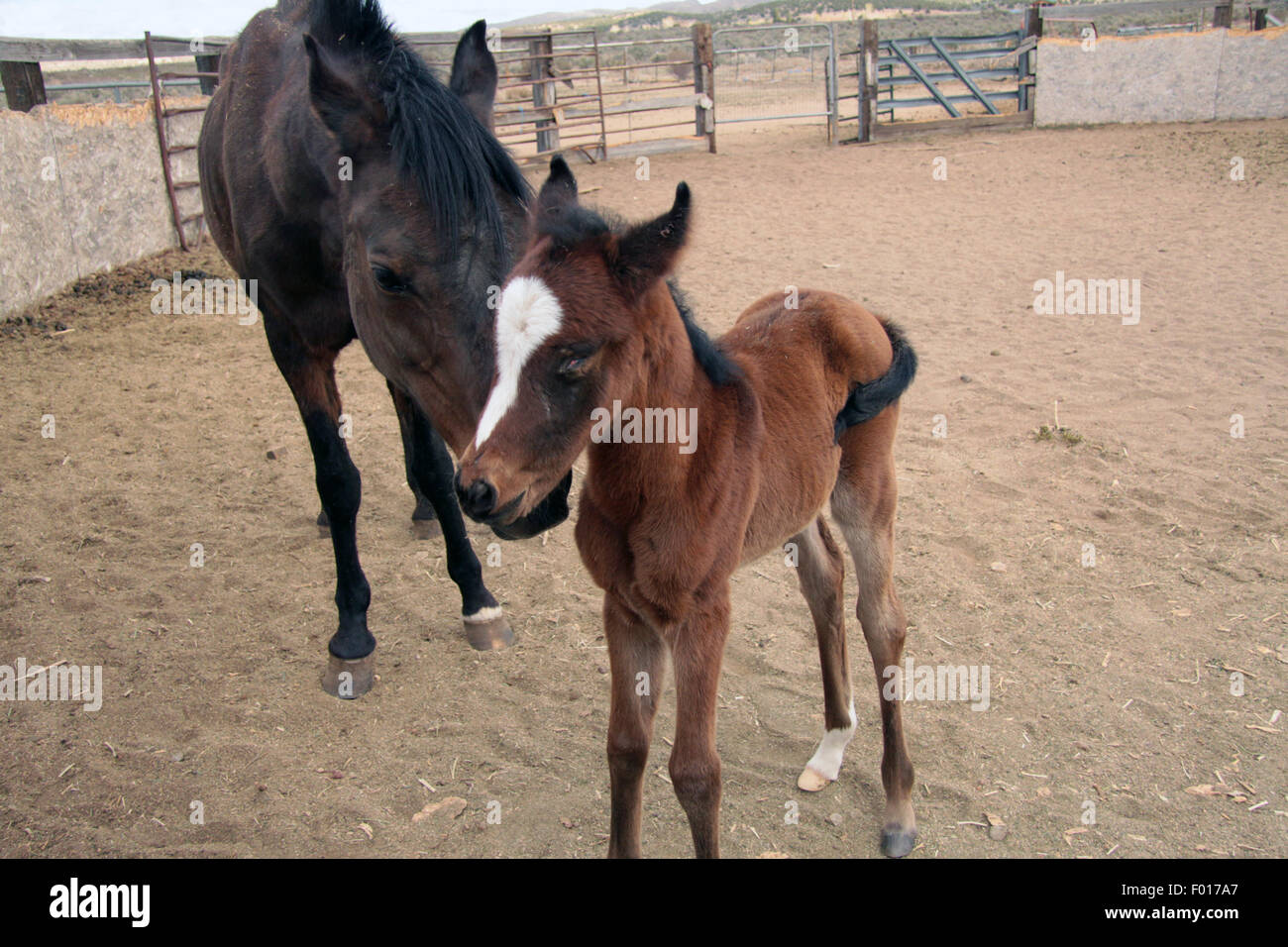 Mother horse with colt hi-res stock photography and images - Alamy