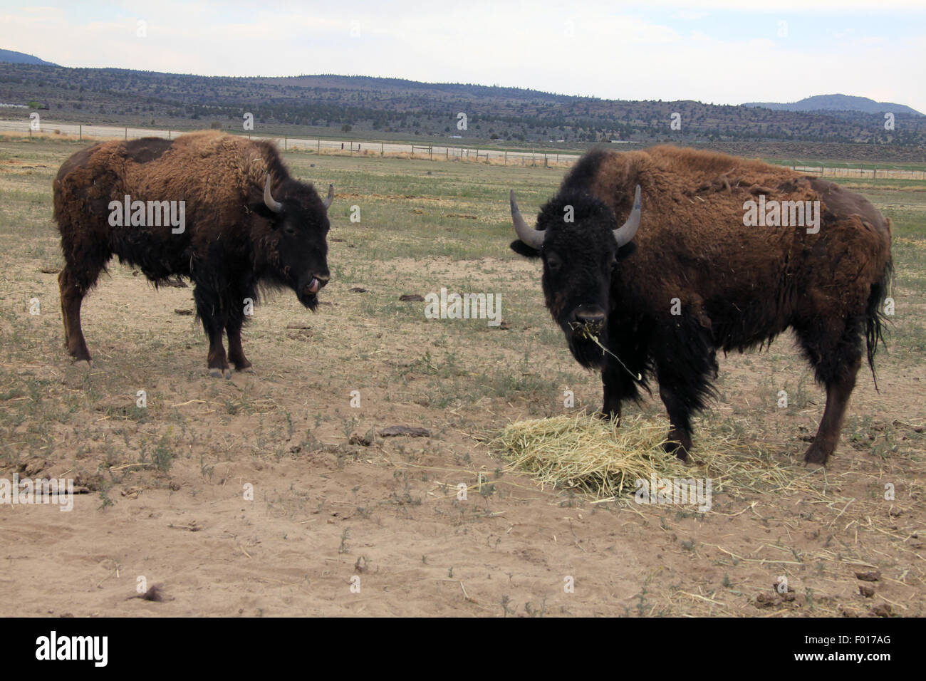 Buffalo ranching hi-res stock photography and images - Alamy