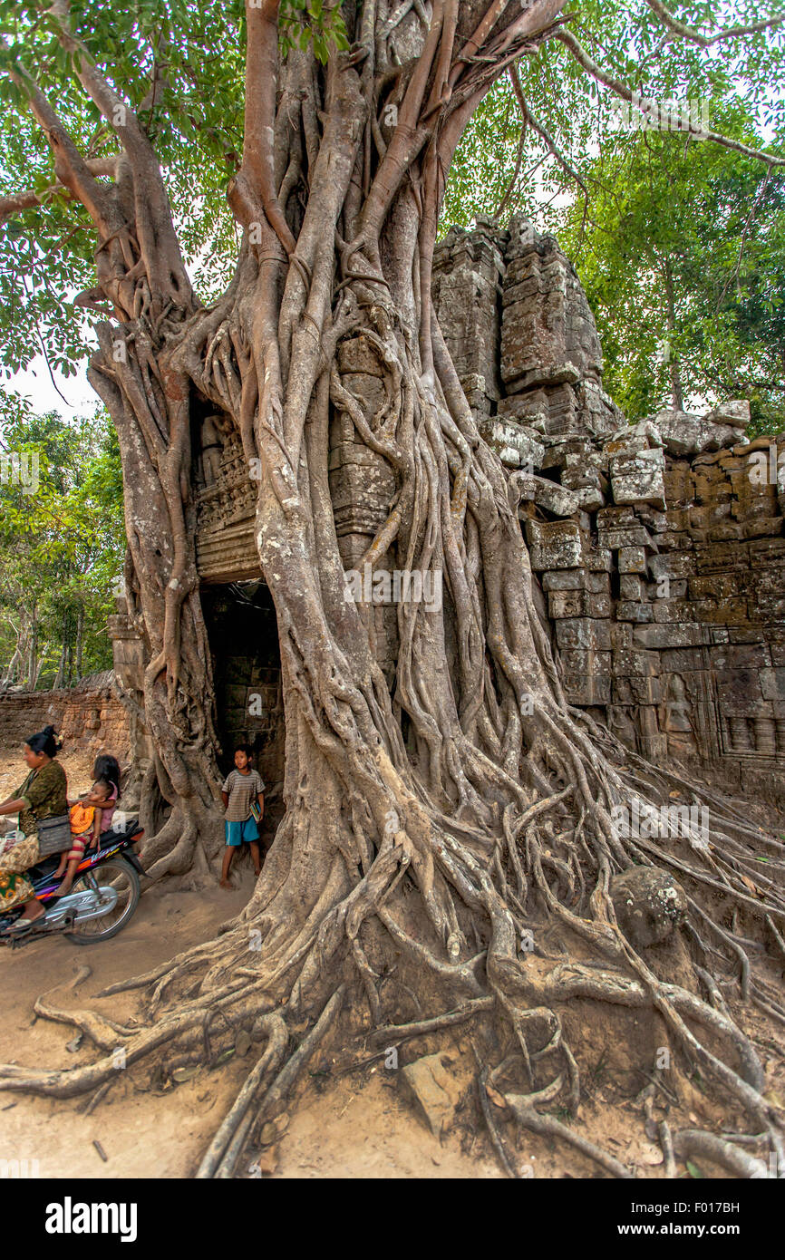 Children walking through fig tree covering temple at Angkor Wat ...