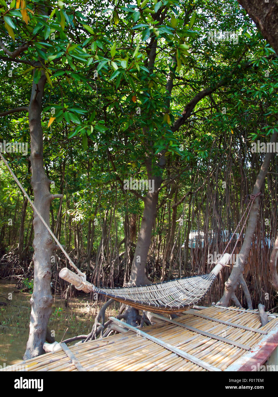 Rattan plant hi-res stock photography and images - Alamy