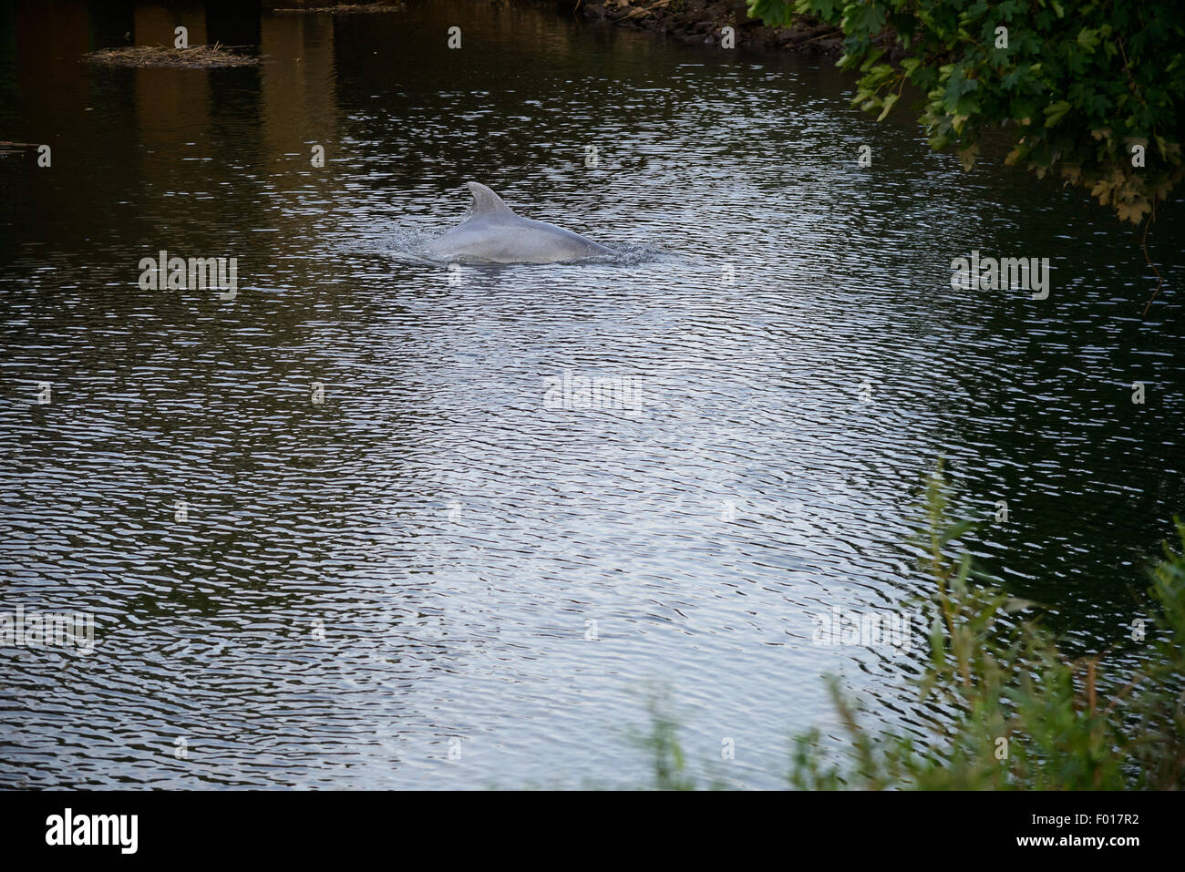 South River, NJ, USA. August 5, 2015 - A dolphin stranded in the South ...